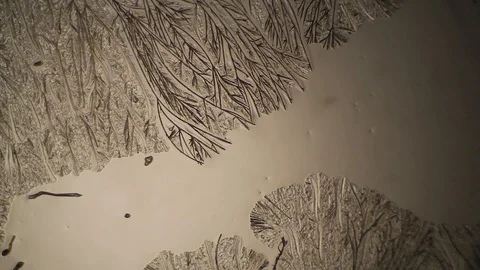 Chemical reaction under microscope | Stock Video | Pond5