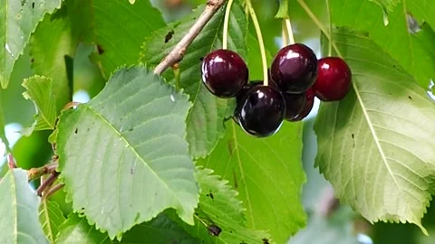 Cherry Tree Cherries Stock Video Footage | Royalty Free Cherry Tree ...
