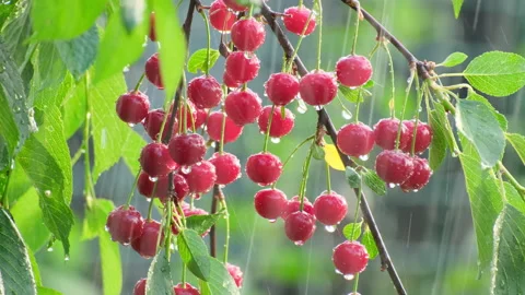Cherries on a tree in the garden under r... | Stock Video | Pond5