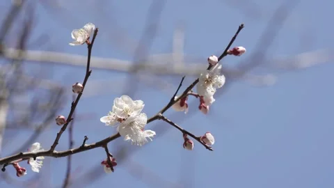 Cherry Blossom Flower blowing in the win... | Stock Video | Pond5