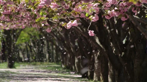 Cherry Blossoms Falling Stock Video Footage | Royalty Free Cherry ...