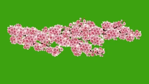 Cherry blossom on green screen. | Stock Video | Pond5