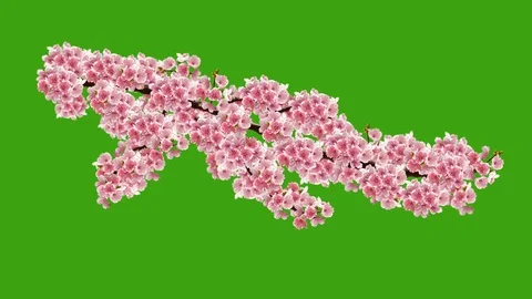 Cherry blossom on green screen. | Stock Video | Pond5