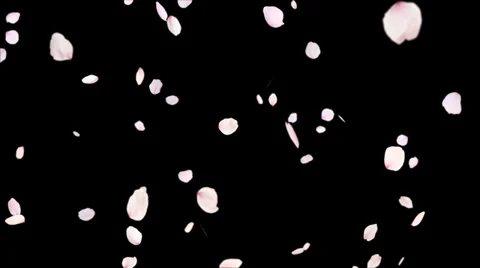 Cherry Falling Stock Footage ~ Royalty Free Stock Videos | Pond5