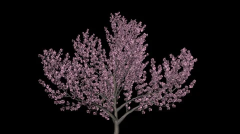 Cherry Blossom Alpha Stock Video Footage | Royalty Free Cherry Blossom ...