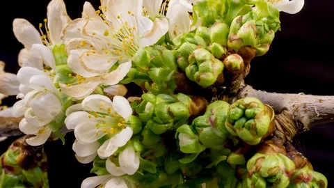 Cherry Time Stock Footage ~ Royalty Free Stock Videos | Pond5