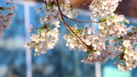 Cherry blossom on tree branch moving in ... | Stock Video | Pond5