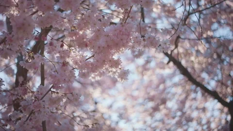 Cherry Blossom Tree In Close-up View | Stock Video | Pond5