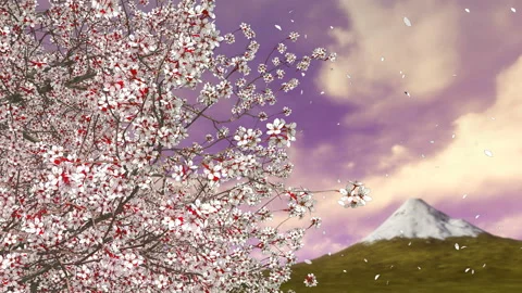 Cherry blossom tree falling petals and M... | Stock Video | Pond5