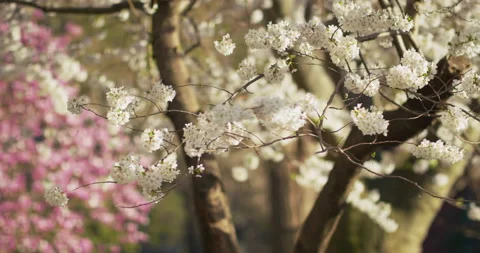 Cherry blossom tree flowers moving in s... | Stock Video | Pond5