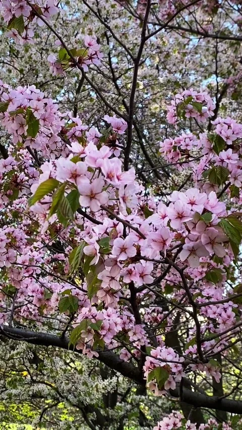 Bloom Blossom Stock Videos – Royalty-Free HD & 4K Videos | Pond5