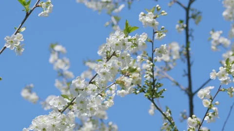 Transparent Cherry Blossoms Stock Videos – Royalty-Free HD & 4K Videos