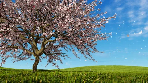 Spring Animation Stock Footage ~ Royalty Free Stock Videos | Pond5