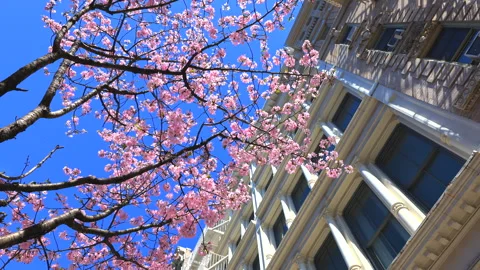 Cherry blossoms in full bloomed at SOHO ... | Stock Video | Pond5
