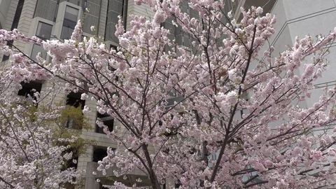 Cherry blossoms in the spring at univers... | Stock Video | Pond5