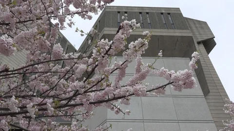 Cherry blossoms in the spring at univers... | Stock Video | Pond5