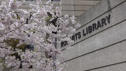 Cherry blossoms in the spring at univers... | Stock Video | Pond5