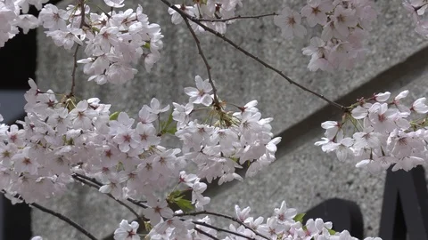 Cherry blossoms in the spring at univers... | Stock Video | Pond5