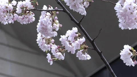 Cherry blossoms in the spring at univers... | Stock Video | Pond5