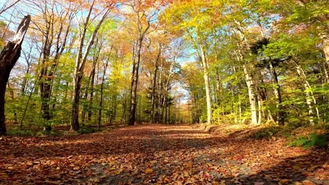 Cherry Plain 25 Autumn Fall Leaves Drivi... | Stock Video | Pond5