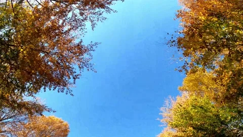 Cherry Plain 37 Autumn Fall Leaves Drivi... | Stock Video | Pond5