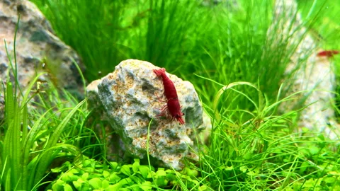 Tiny With Cherry Stock Videos – Royalty-Free HD & 4K Videos | Page 4