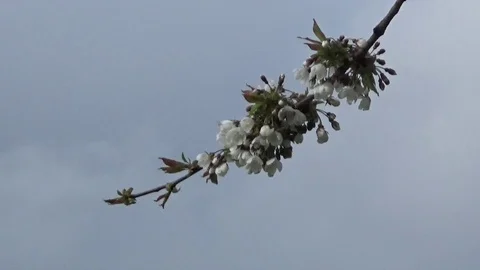 Single Cherry Blossom Stock Videos – Royalty-Free HD & 4K Videos