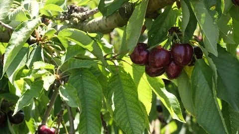 Cherry tree in the sunshine, organic fru... | Stock Video | Pond5