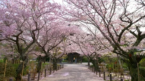 Japanese Strees Stock Videos – Royalty-Free HD & 4K Videos