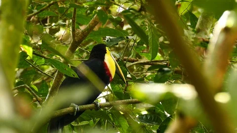 Chestnut-mandibled toucan hopping and fe... | Stock Video | Pond5