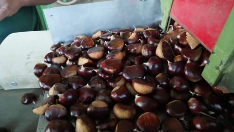 Chestnuts processing factory, workers or... | Stock Video | Pond5