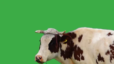 chewing cow on green screen | Stock Video | Pond5