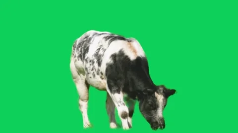 chewing cow on green screen | Stock Video | Pond5