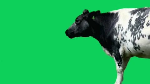 Green Screen Cow Stock Video Footage | Royalty Free Green Screen Cow ...