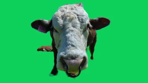 chewing cow on green screen | Stock Video | Pond5