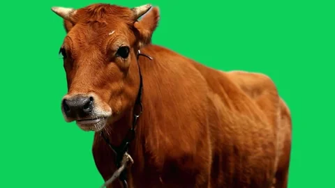chewing cow on green screen | Stock Video | Pond5