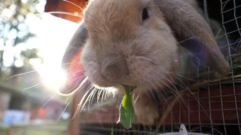 Chewing muzzle child in village grandpar... | Stock Video | Pond5