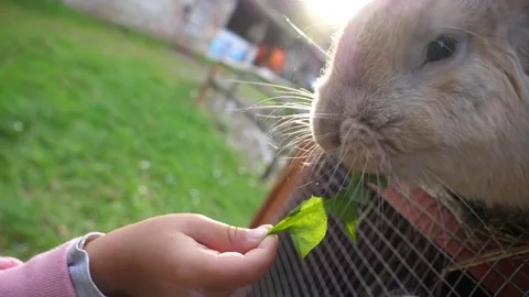Chewing muzzle child in the village on g... | Stock Video | Pond5