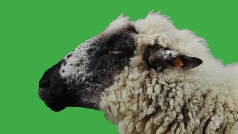 chewing sheep on green screen slow motio... | Stock Video | Pond5