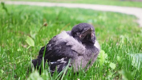 Crow Chick Stock Videos – Royalty-Free HD & 4K Videos | Pond5