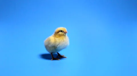 Chick chirping with blue Background | Stock Video | Pond5