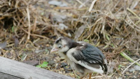 A chick of free-range chickens (gallus d... | Stock Video | Pond5