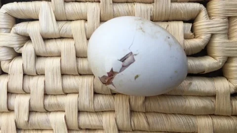 High Life Eggs Stock Videos – Royalty-Free HD & 4K Videos