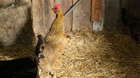 Chicken in Barn Clucking and Standing on... | Stock Video | Pond5