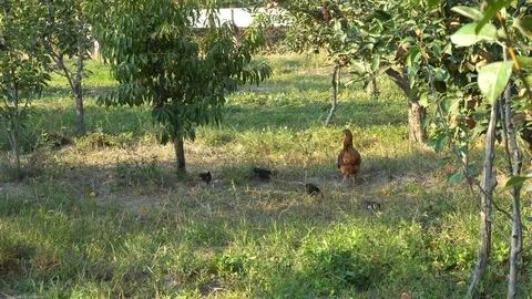 Chicken Brooding Hen And Chicks In A Far... | Stock Video | Pond5