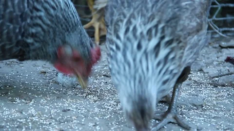 Chicken with chicks pecking grain in pou... | Stock Video | Pond5