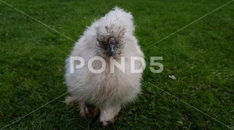 A chicken of the Chinese silk aboriginal breed of white color walks on ...