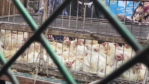 a chicken coop full of livestock caged a... | Stock Video | Pond5