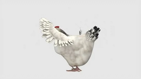 Chicken dance - 3d render looped with al... | Stock Video | Pond5