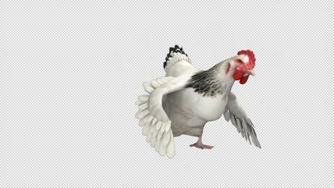 Chicken dance - 3d render looped with al... | Stock Video | Pond5